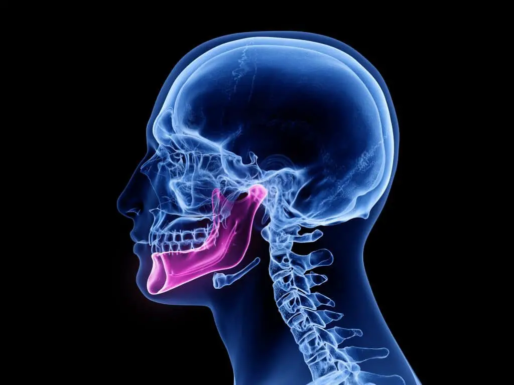 Nuova parte del corpo: ecco il 3º muscolo nella mascella Nuova parte del corpo: ecco il 3º muscolo nella mascella