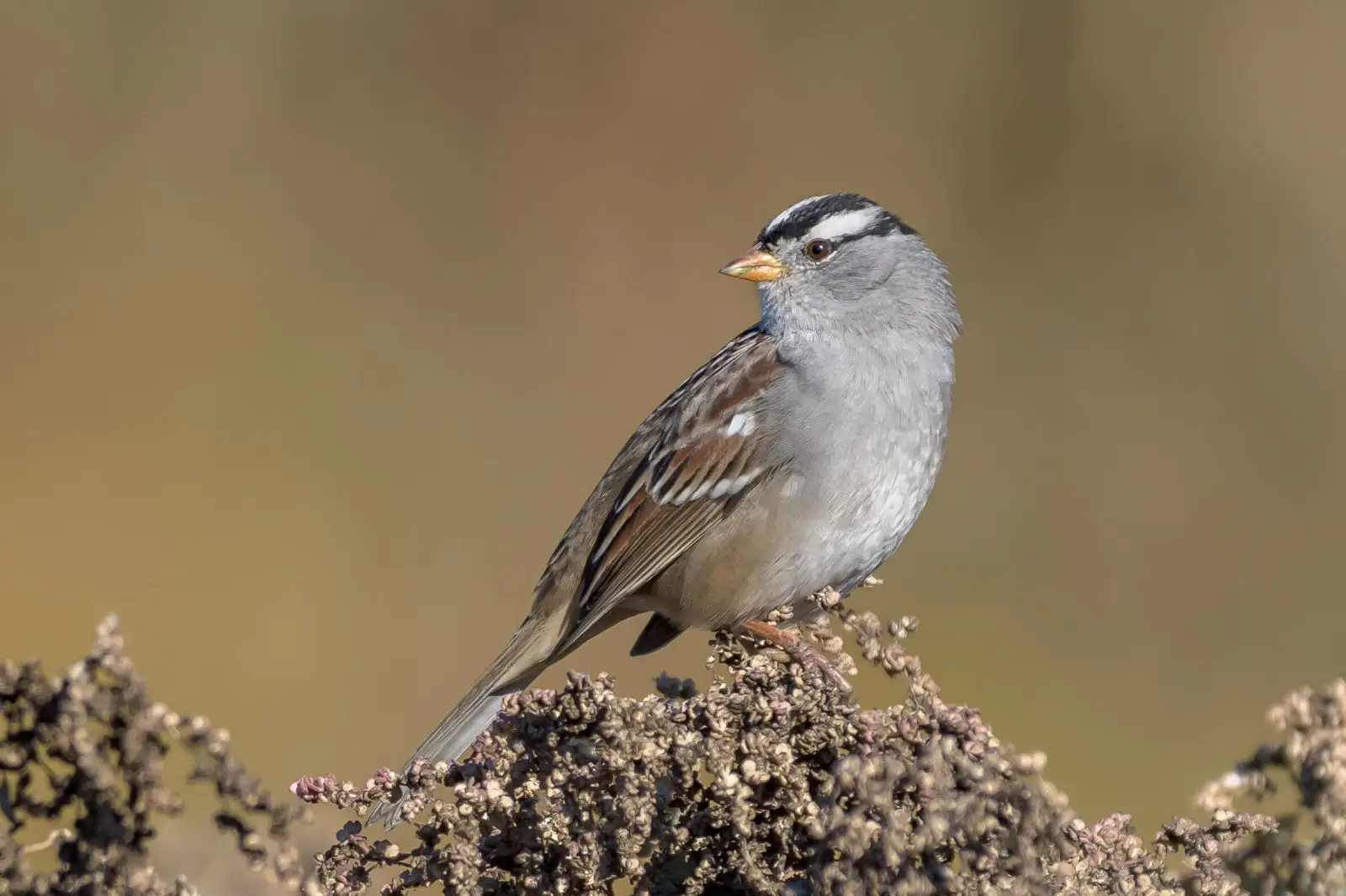Il passero corona bianca usa il Sole, le stelle e il campo magnetico terrestre per orientarsi